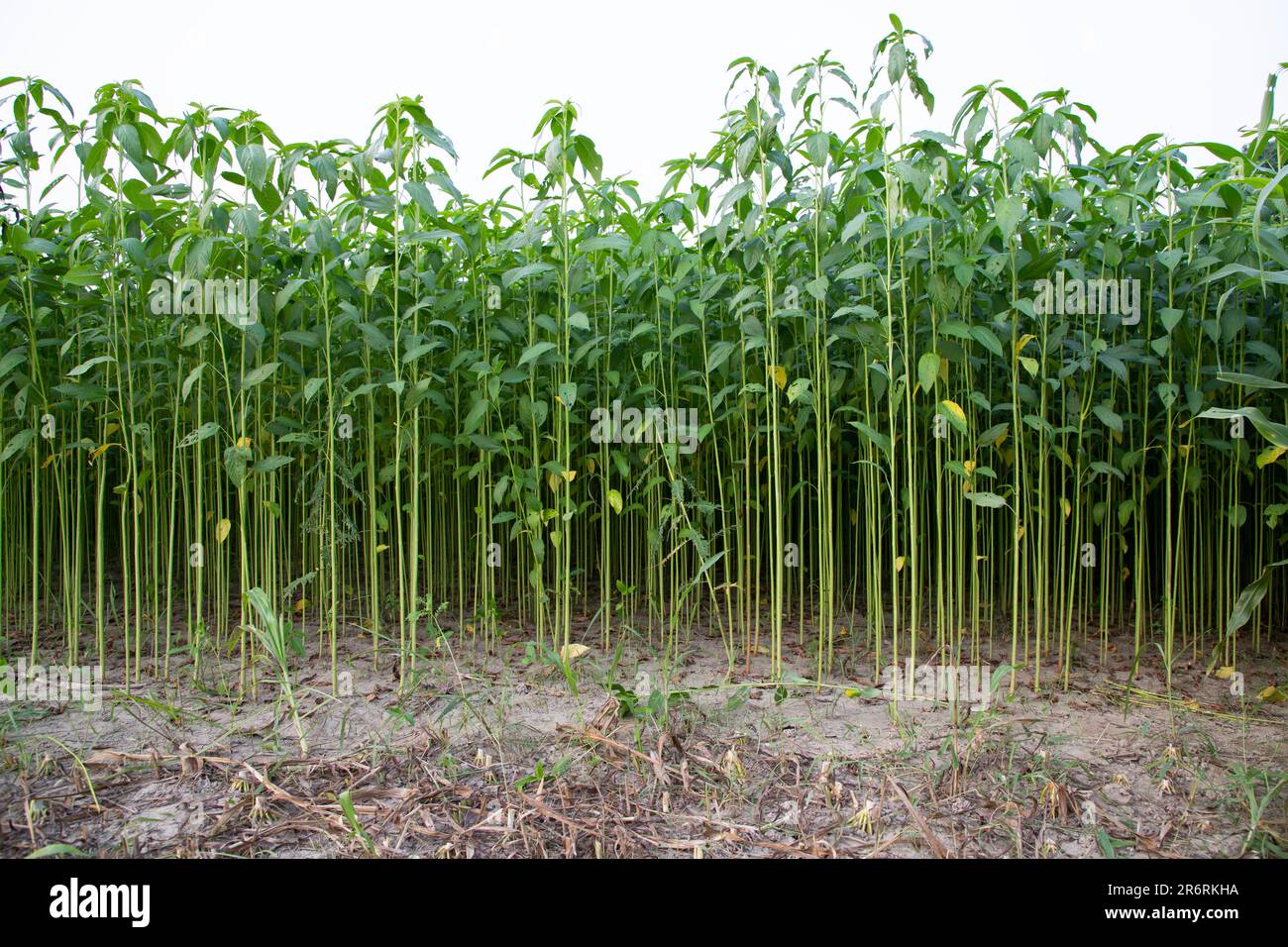 Jute plants growing in a field in the countryside of Bangladesh Stock ...