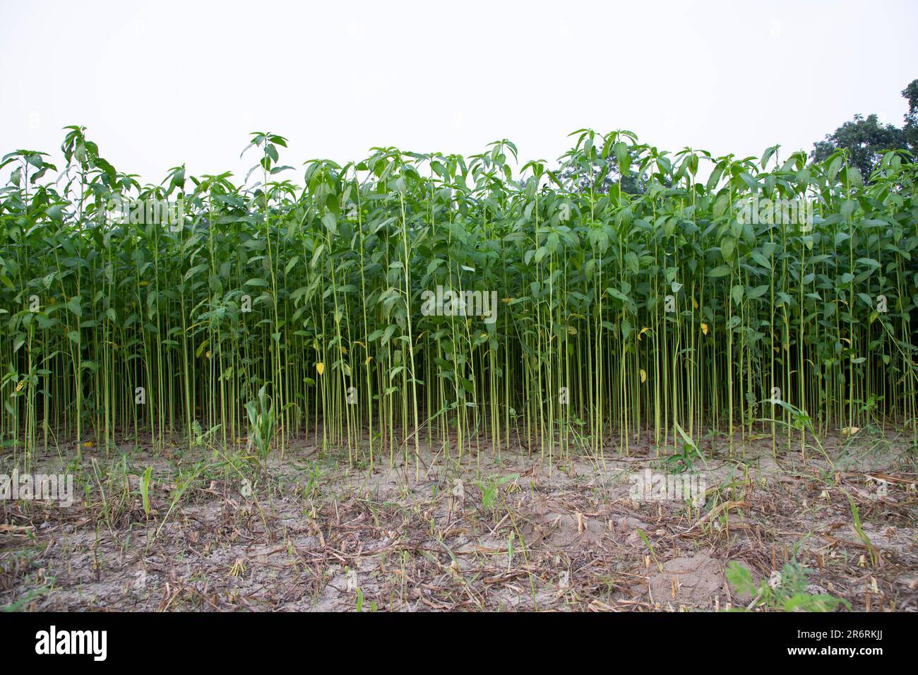Jute plants growing in a field in the countryside of Bangladesh Stock ...
