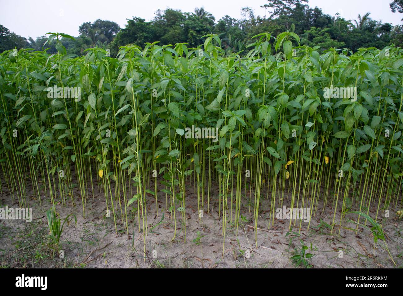 Jute plants growing in a field in the countryside of Bangladesh Stock ...