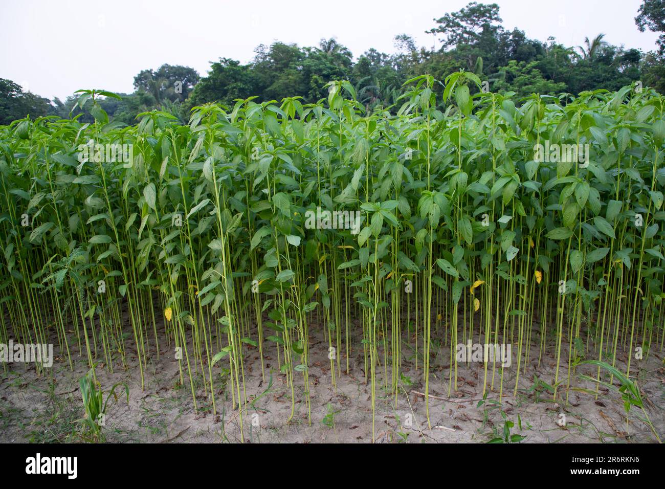 Jute plants growing in a field in the countryside of Bangladesh Stock ...