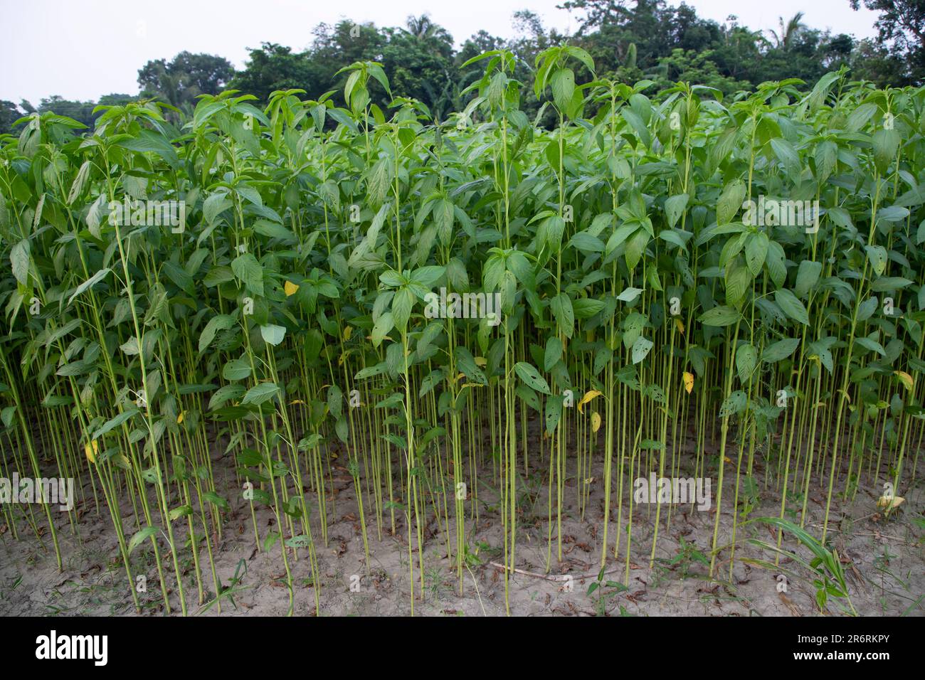 Jute plants growing in a field in the countryside of Bangladesh Stock ...