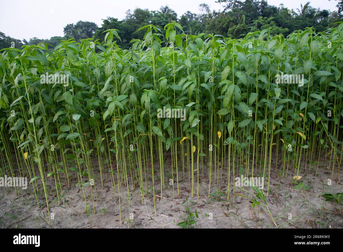 Jute plants growing in a field in the countryside of Bangladesh Stock ...