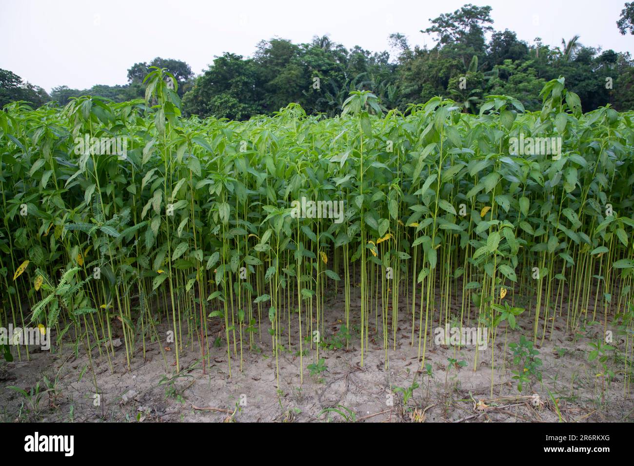 Jute plants growing in a field in the countryside of Bangladesh Stock ...
