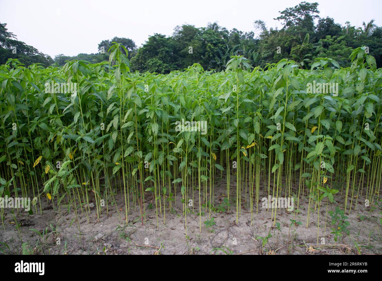 How To Grow Jute Plant at Brayden Woodd blog