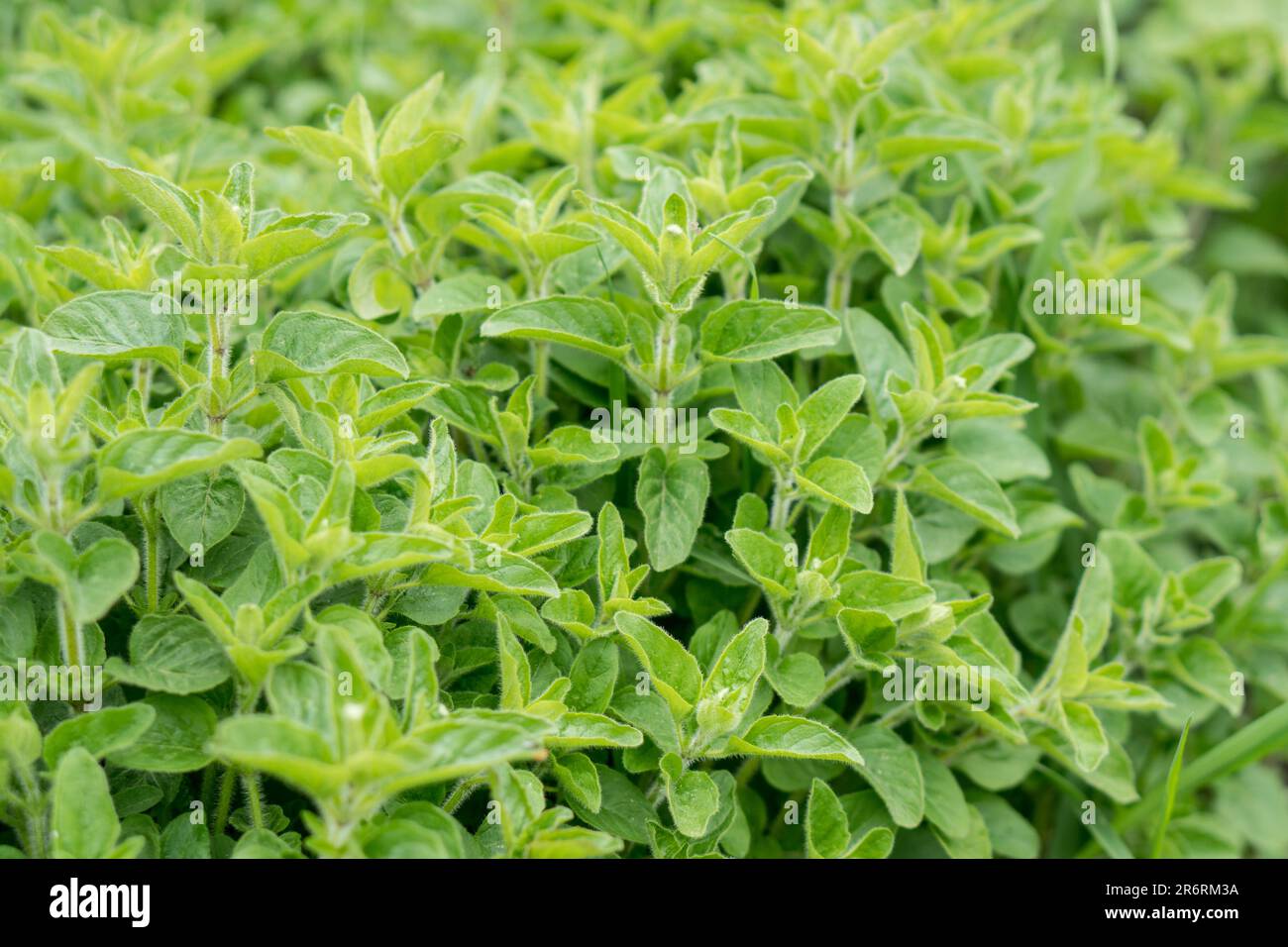 Green fresh mint growing on a farmer's field. Herbs and nutrition ...