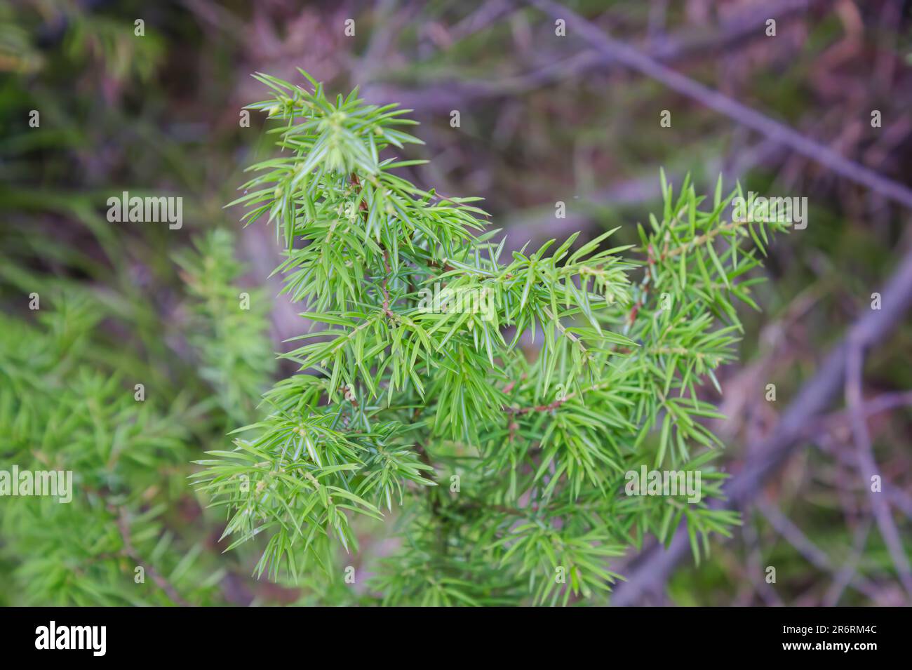 Juniperus communis, the common juniper, is a species of conifer in the ...