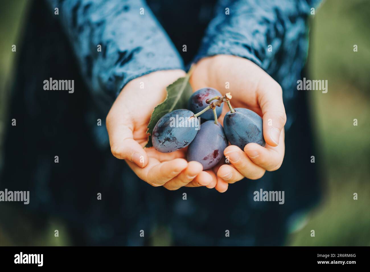 Close up image of ripe plums in child's hands Stock Photo - Alamy
