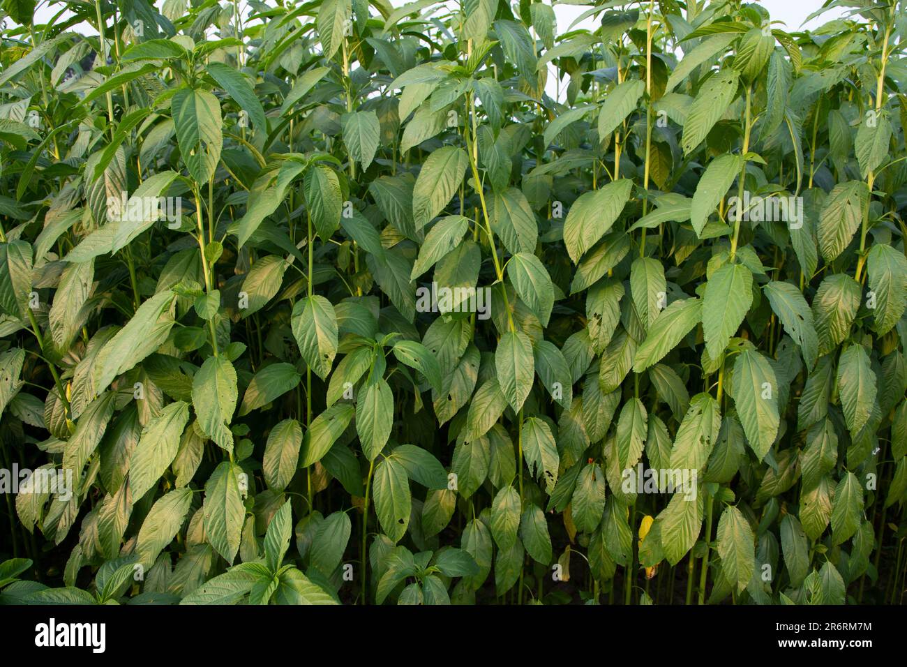 Jute plants growing in a field in the countryside of Bangladesh Stock ...