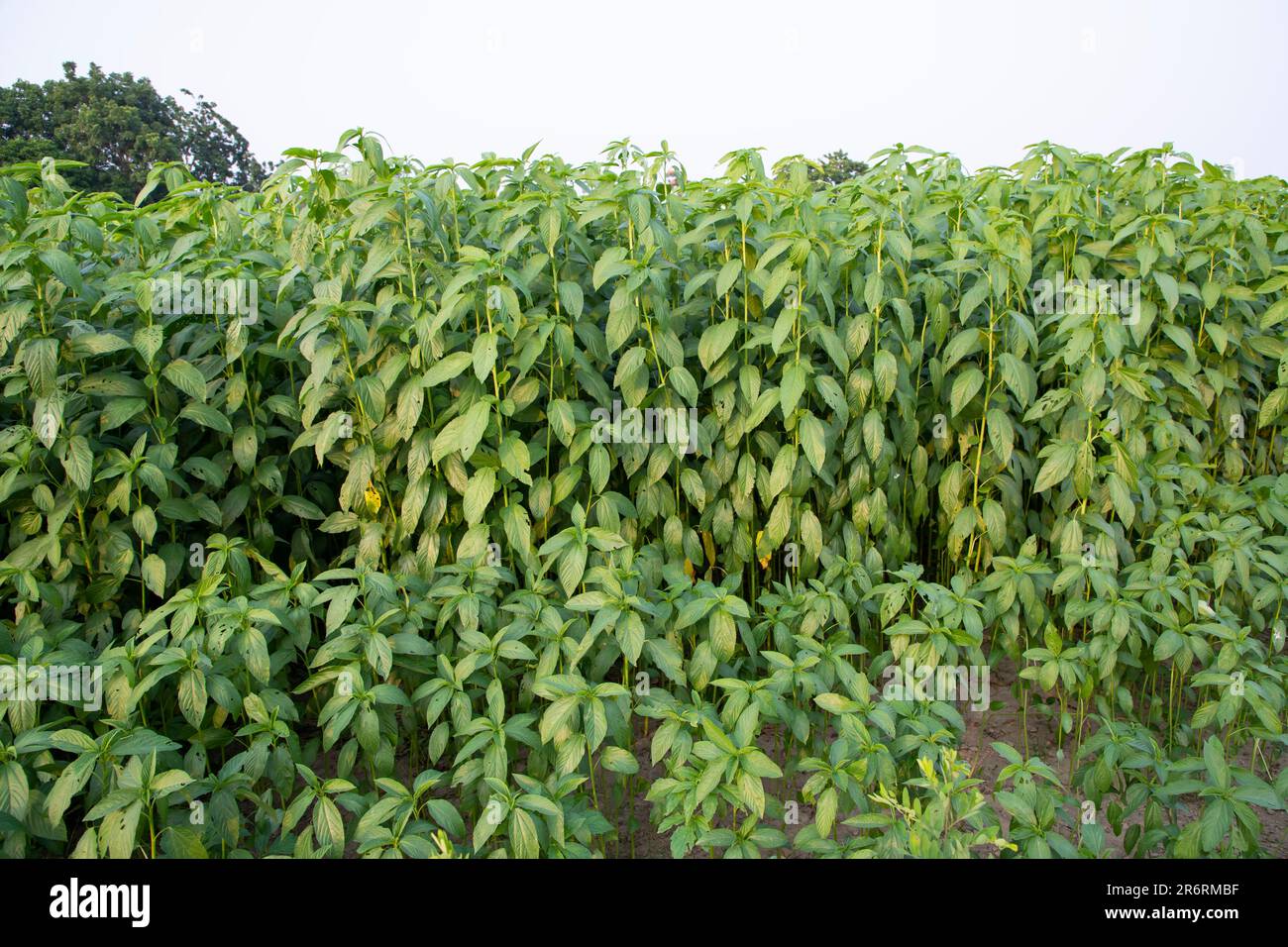 Jute plants growing in a field in the countryside of Bangladesh Stock ...