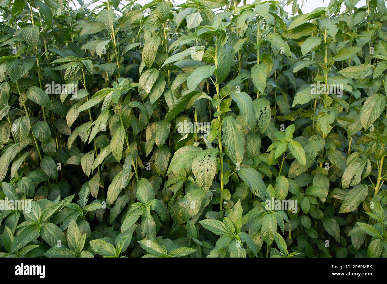 Jute plants growing in a field in the countryside of Bangladesh Stock ...