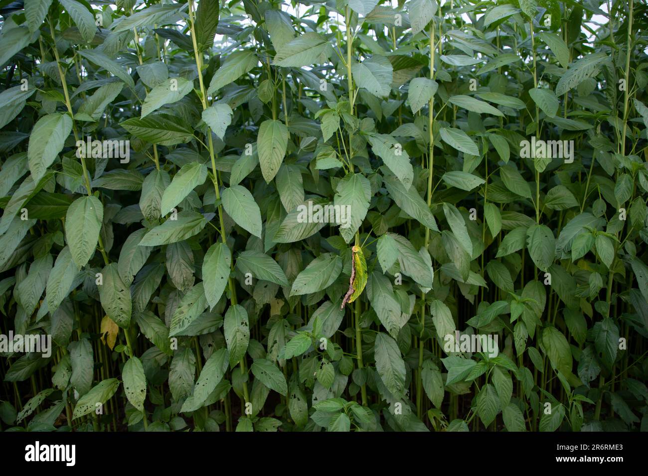 Jute plants growing in a field in the countryside of Bangladesh Stock ...