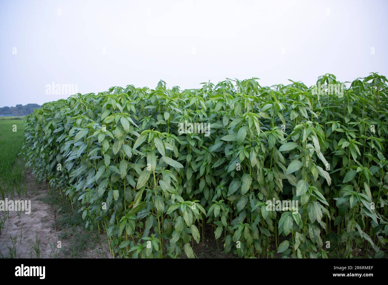 Jute plants growing in a field in the countryside of Bangladesh Stock ...