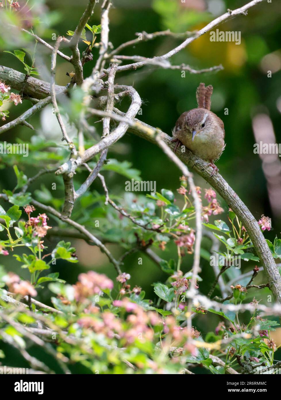Portrait format wren image hi-res stock photography and images - Alamy