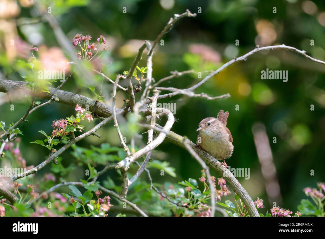 Short rounded wings hi-res stock photography and images - Alamy