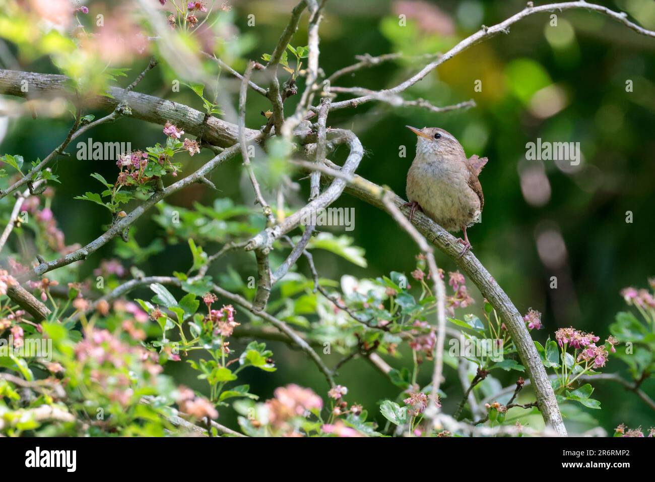 Short rounded wings hi-res stock photography and images - Alamy
