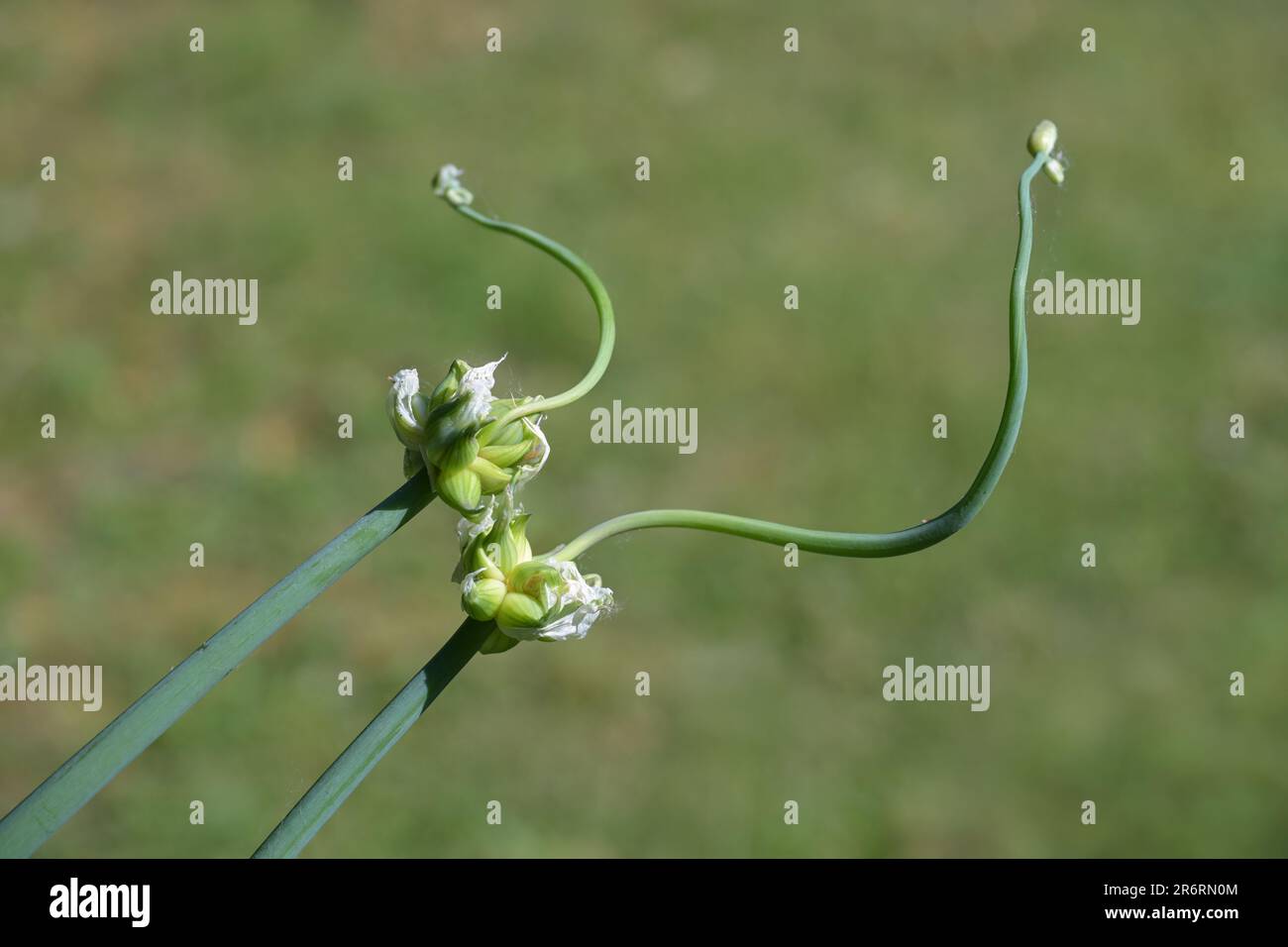 Tree onion (Allium × proliferum) with cluster of bulblets instead of a ...