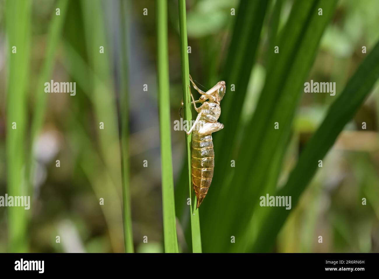 Empty shell or cocoon of a dragonfly larva hanging on a reed leaf in ...