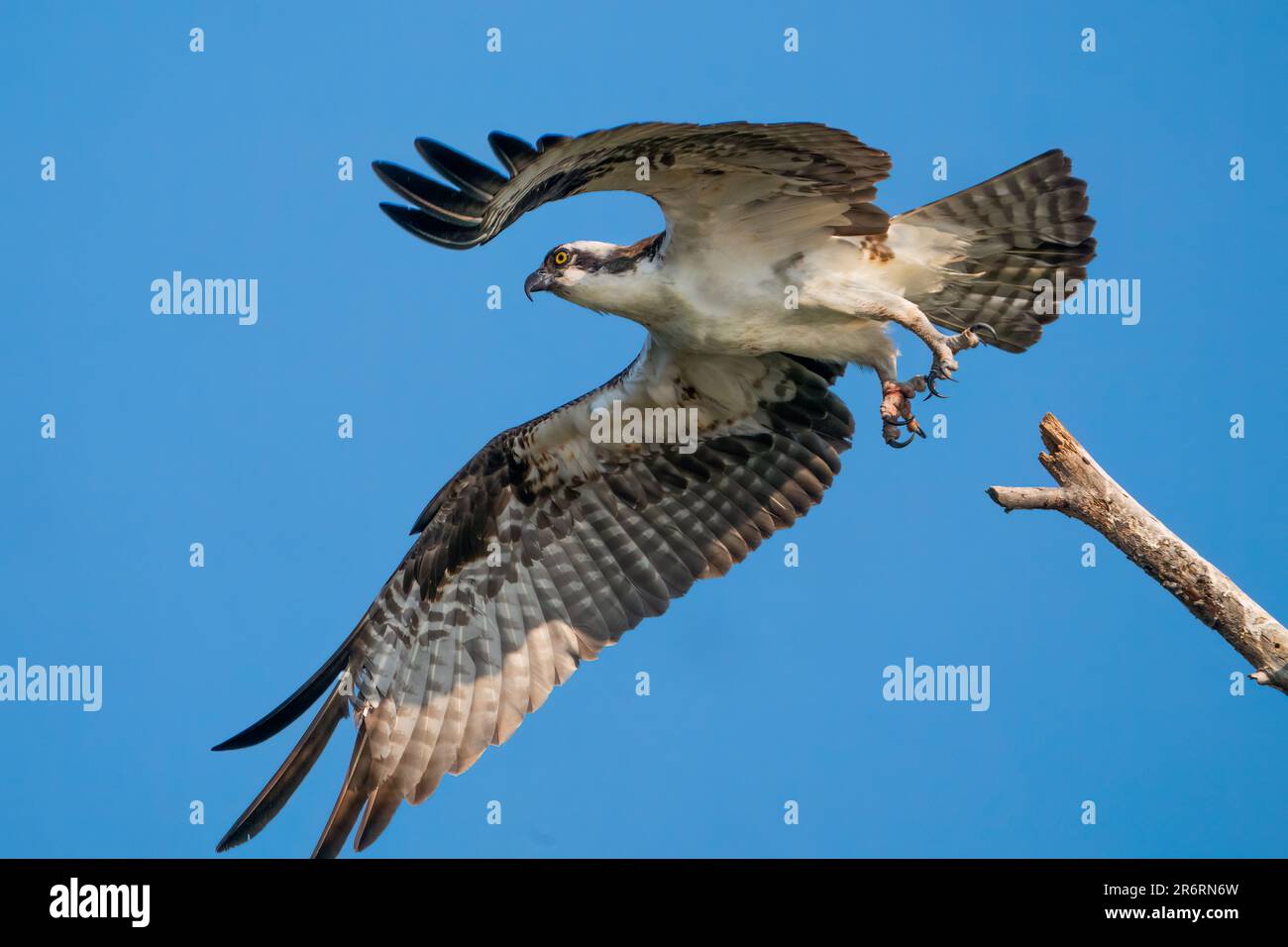 An Osprey Taking Flight Stock Photo - Alamy