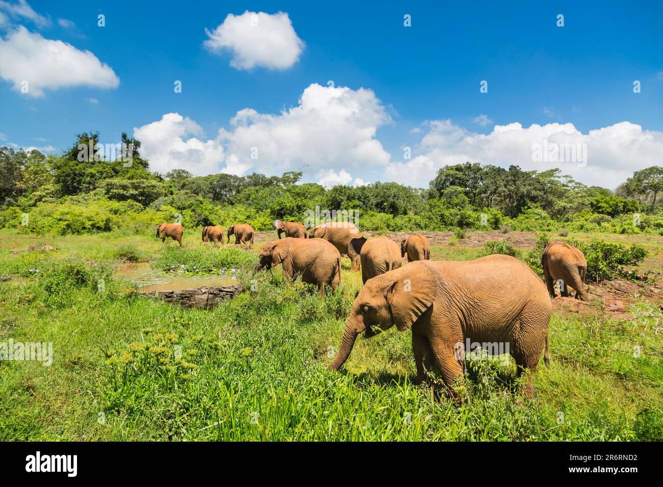 Trust for elephants hi-res stock photography and images - Alamy