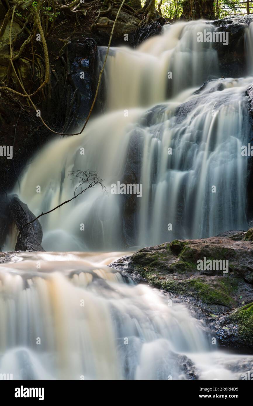 Daytime in nairobi forest hi-res stock photography and images - Alamy