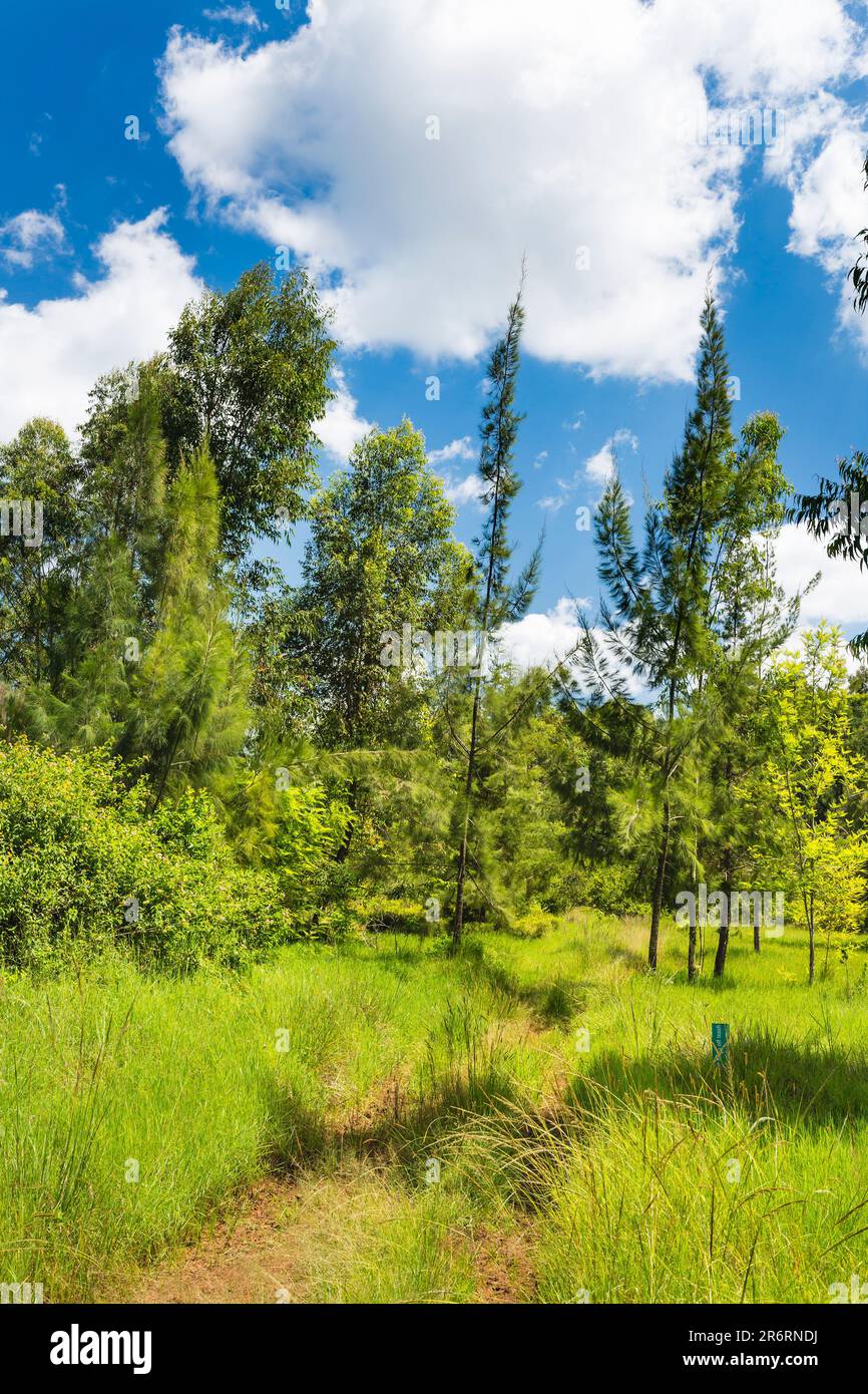 Small footpath through Karura Forest, Nairobi, Kenya with deep blue sky ...