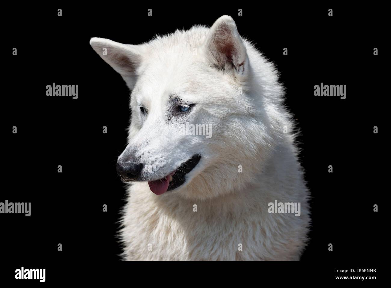 White husky hi-res stock photography and images - Alamy
