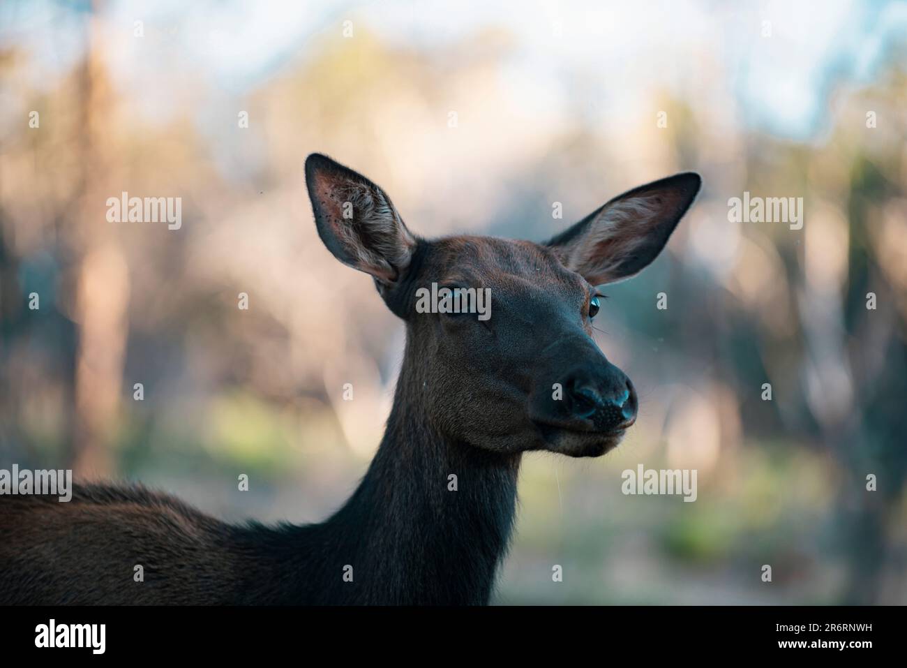 White-tailed Deer Fawn. Wild animals concept. Bambi. Young roe deer ...