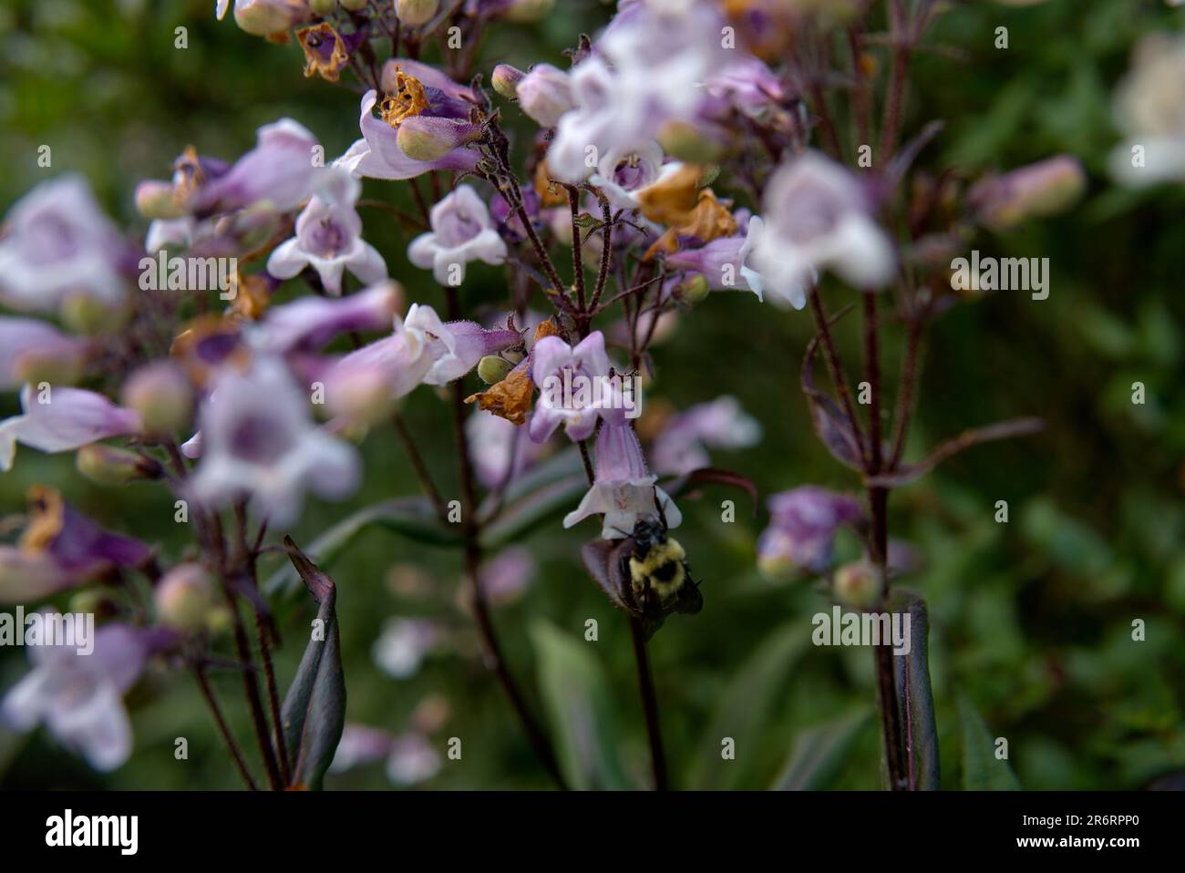 Locoweed hi-res stock photography and images - Alamy
