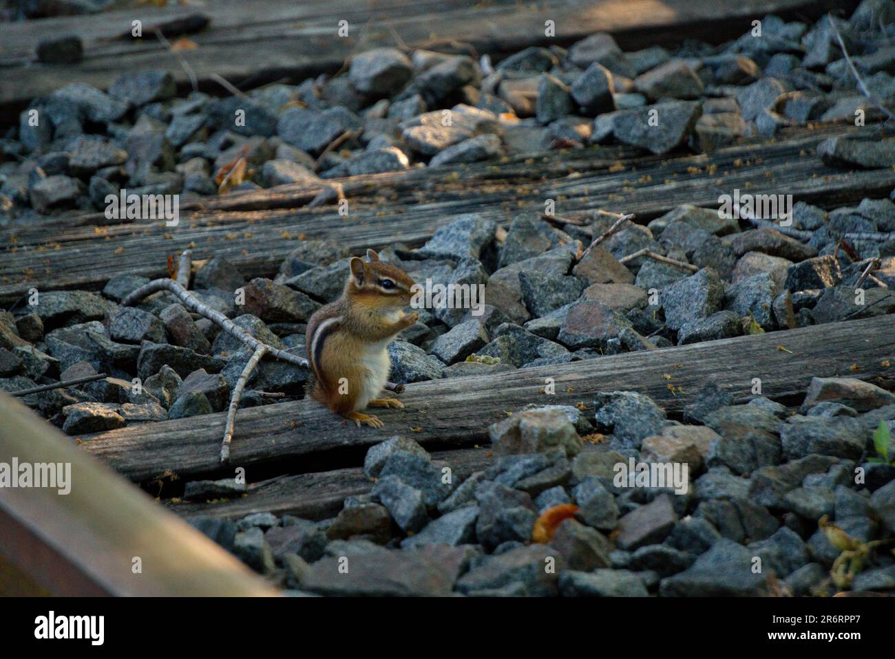 Eastern chipmunk in Pennsylvania Stock Photo - Alamy