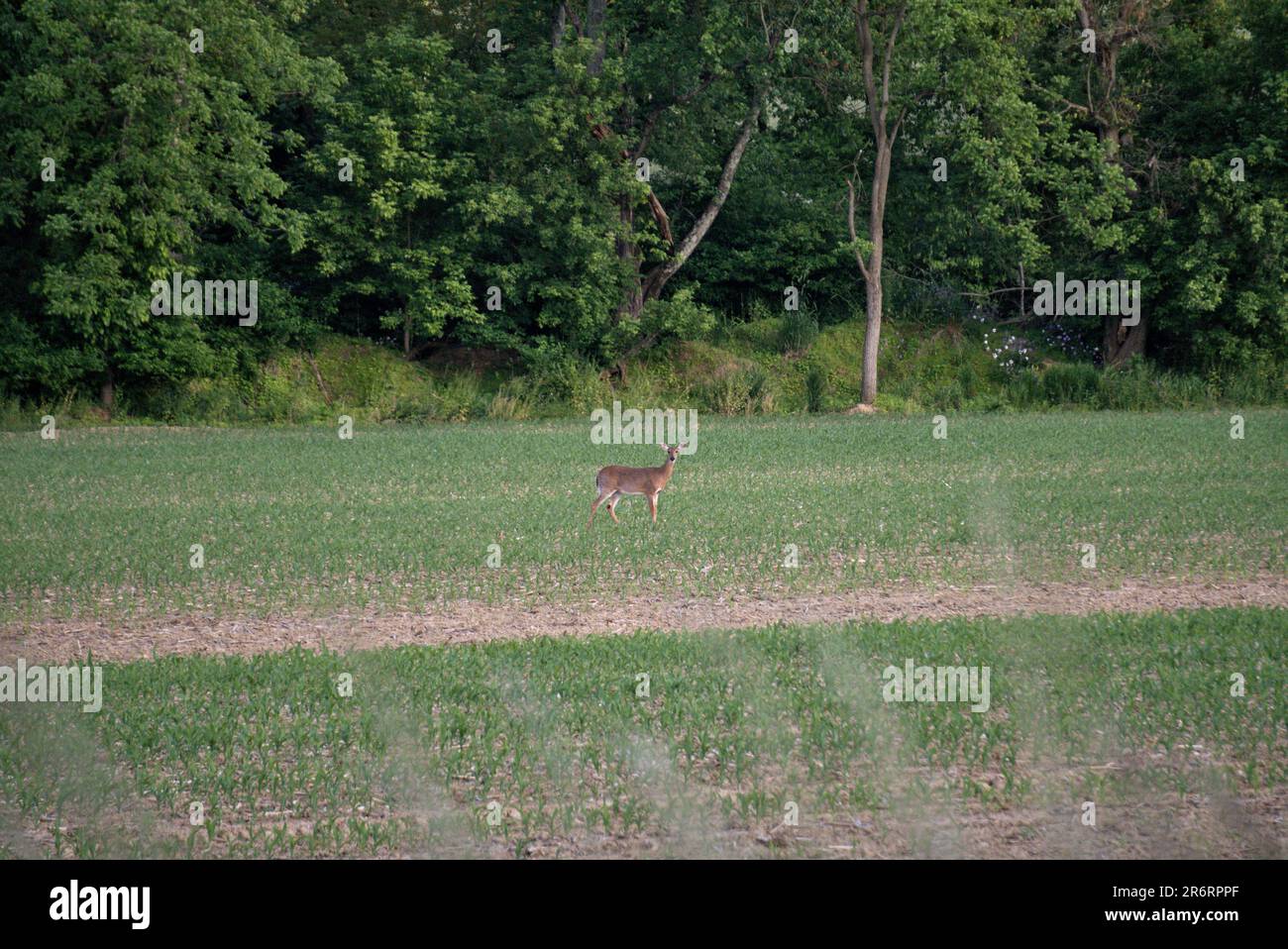 Whitetail Deer in a Pennsylvania field Stock Photo - Alamy