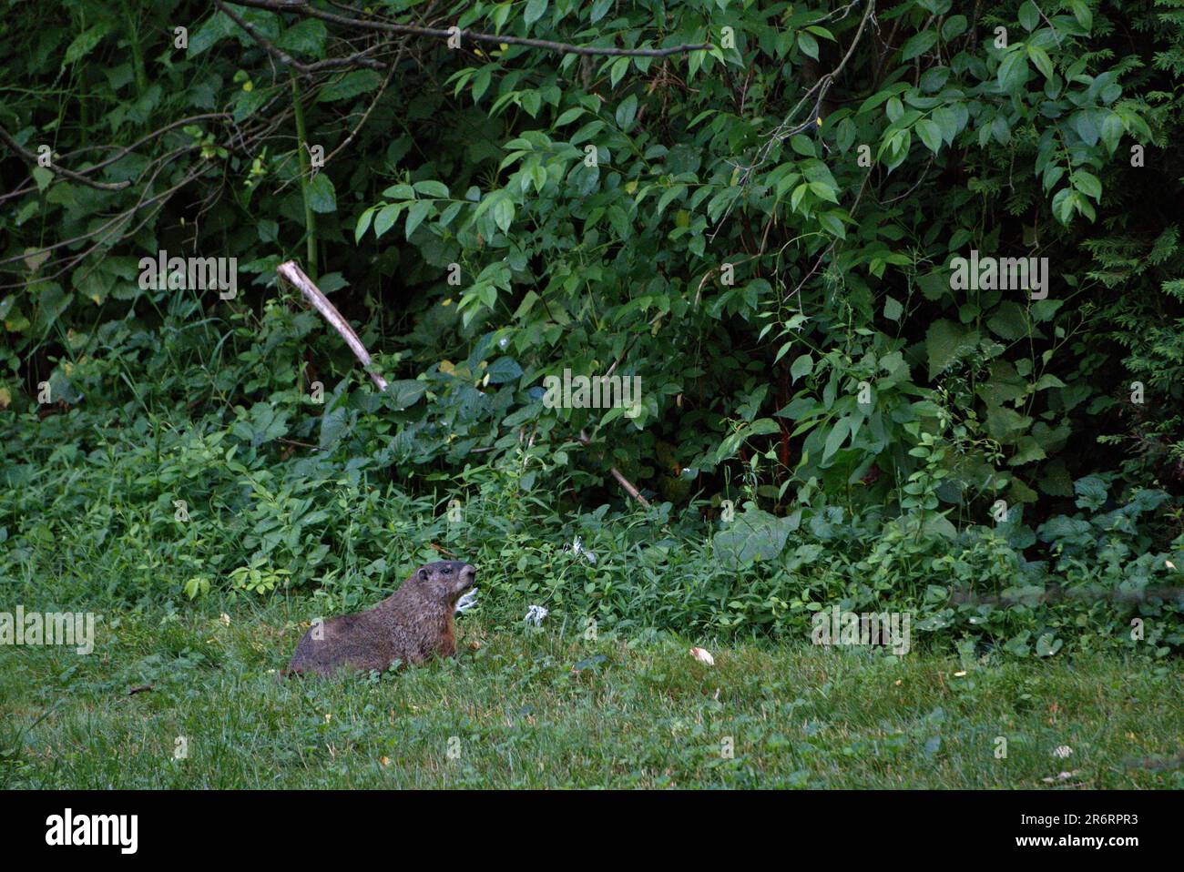 Groundhog in Pennsylvania Stock Photo - Alamy