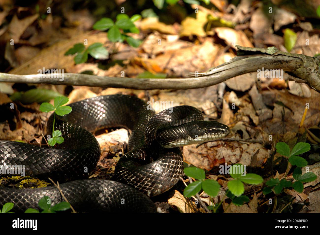 Rat Snake on the Appalachian Trail in Pennsylvania Stock Photo - Alamy