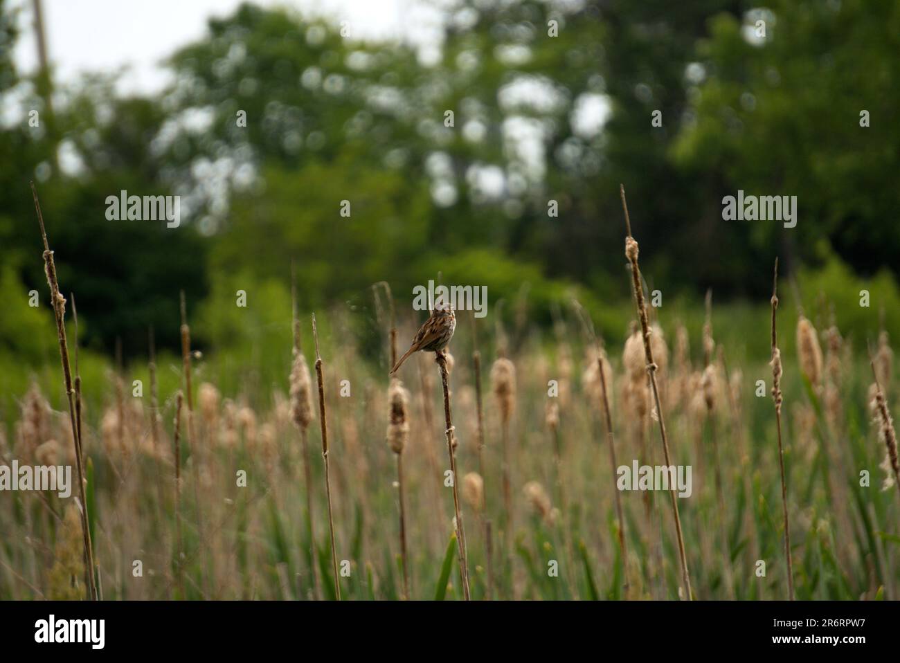 Swamp sparrow singing hi-res stock photography and images - Alamy