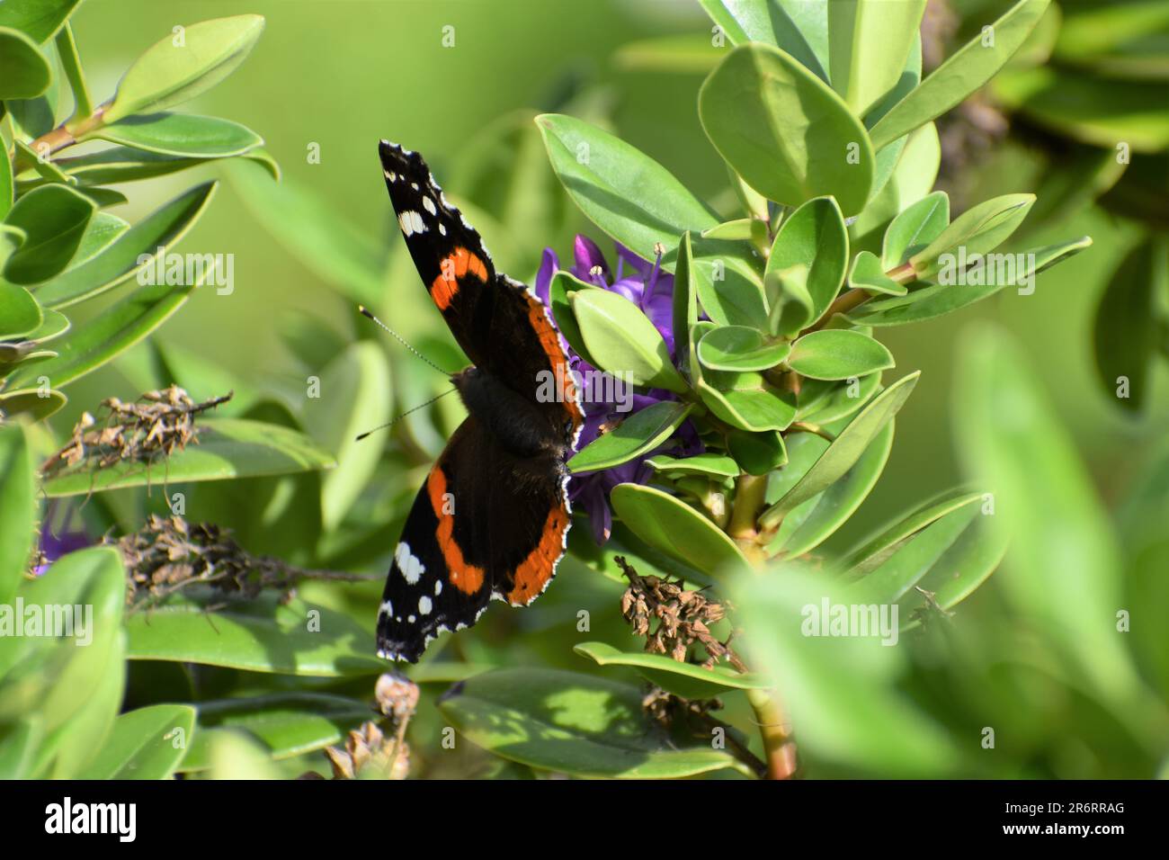 the butterfly on tree Stock Photo - Alamy
