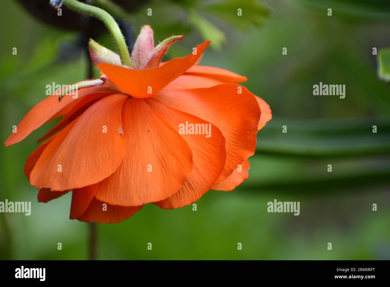 Single orange flower hi-res stock photography and images - Alamy