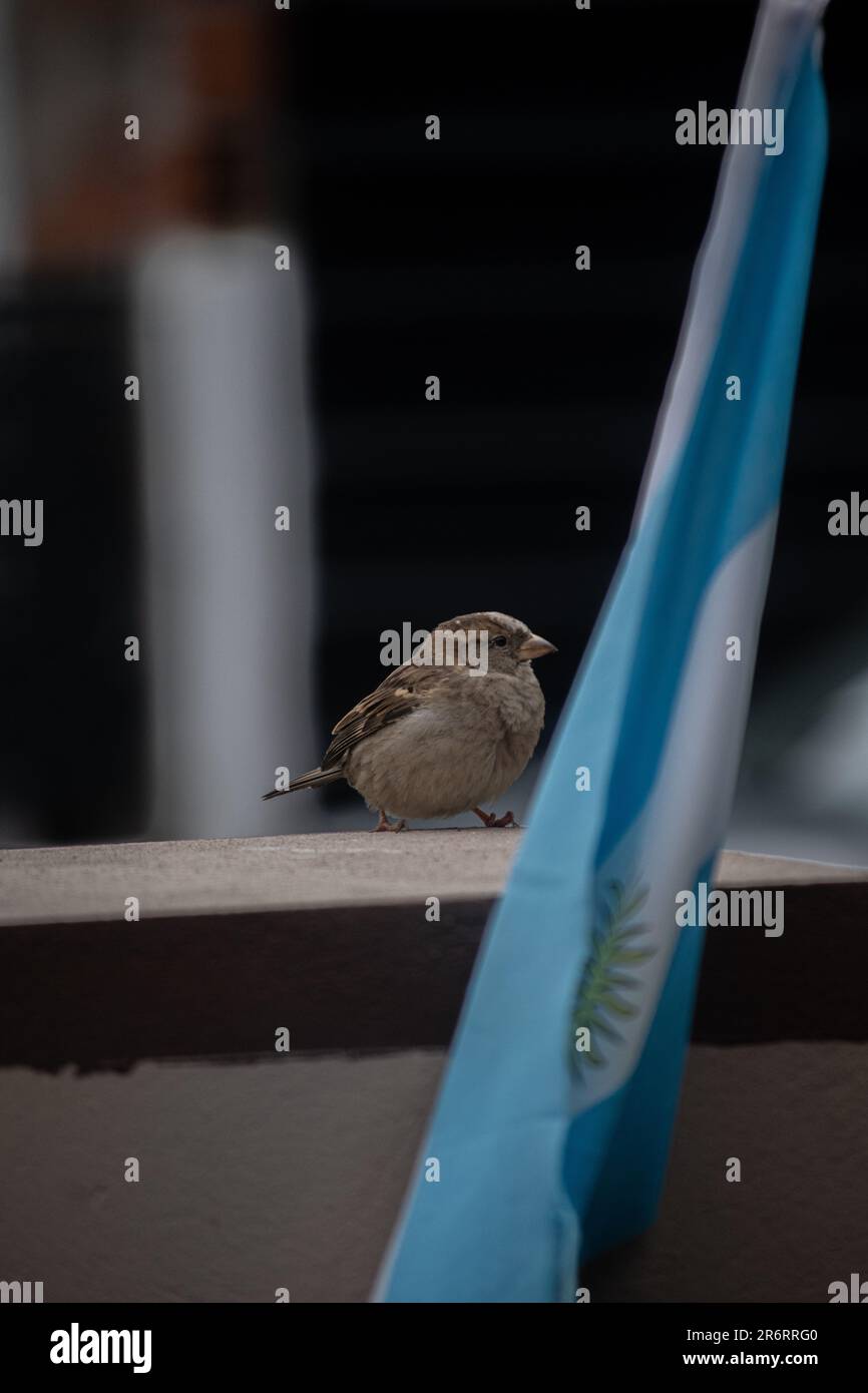 Small Bird Next to his Country Flag Stock Photo - Alamy