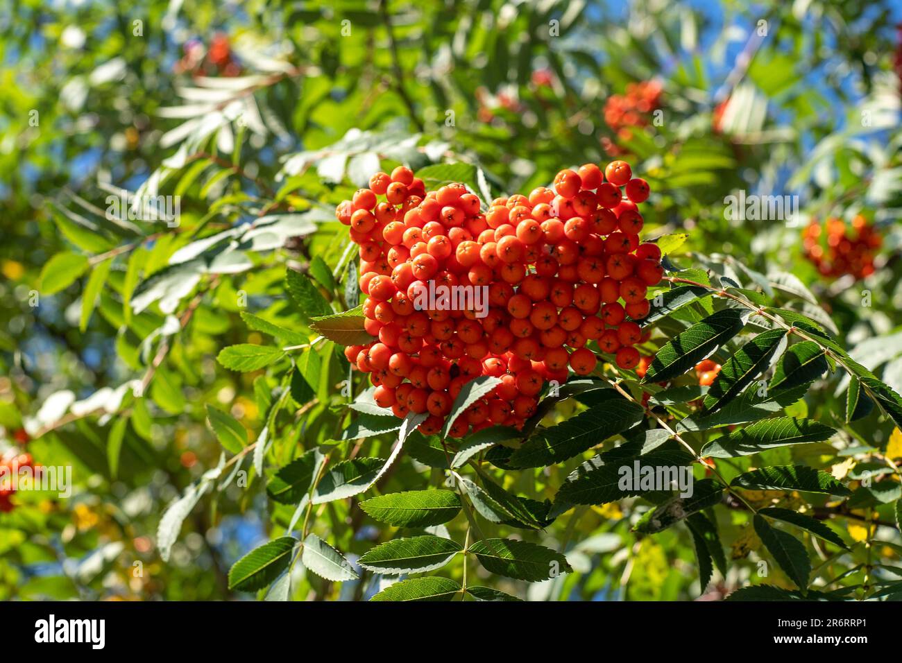 Rowan branches sway in wind hi-res stock photography and images - Alamy