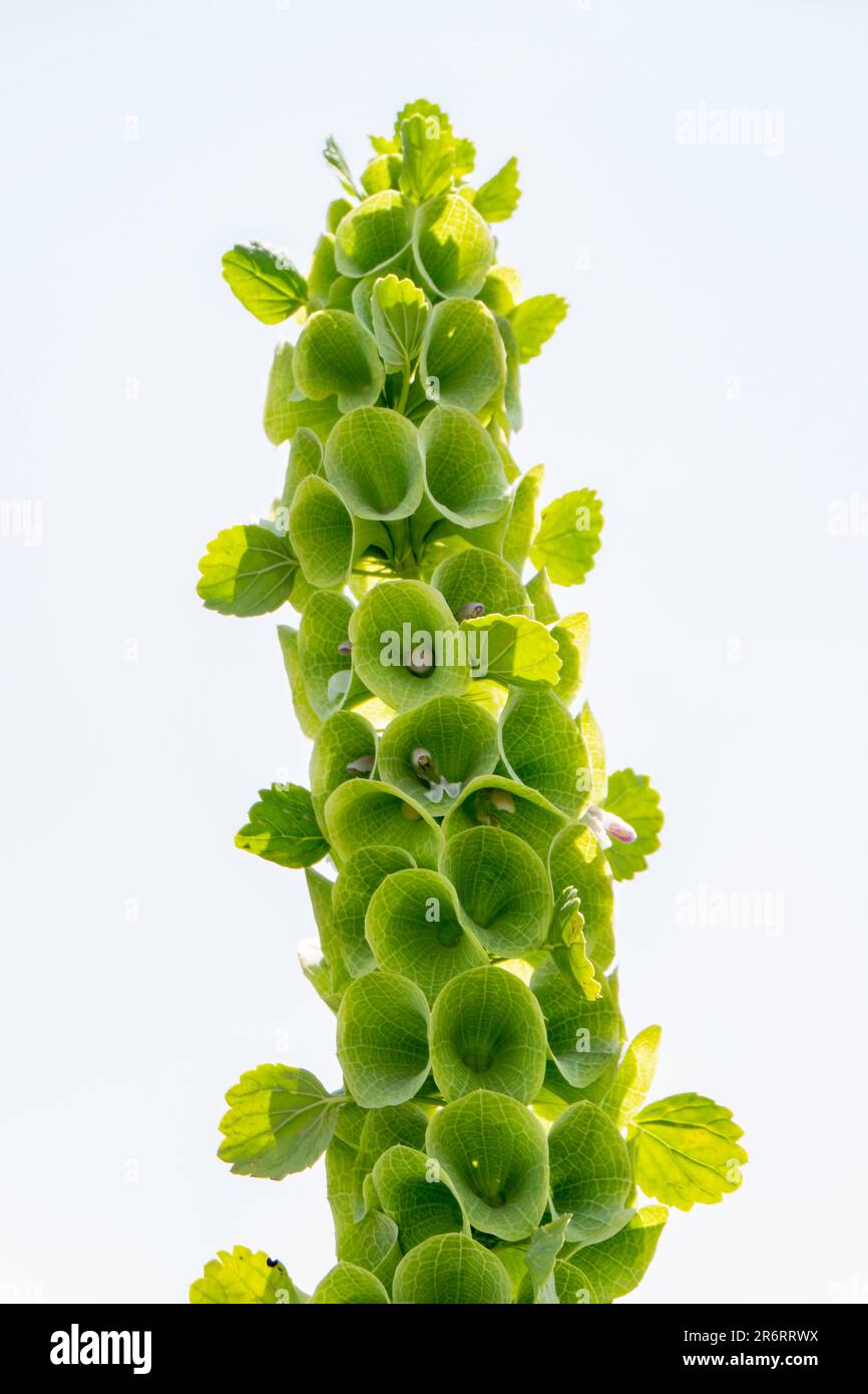 Bell shell hi-res stock photography and images - Alamy