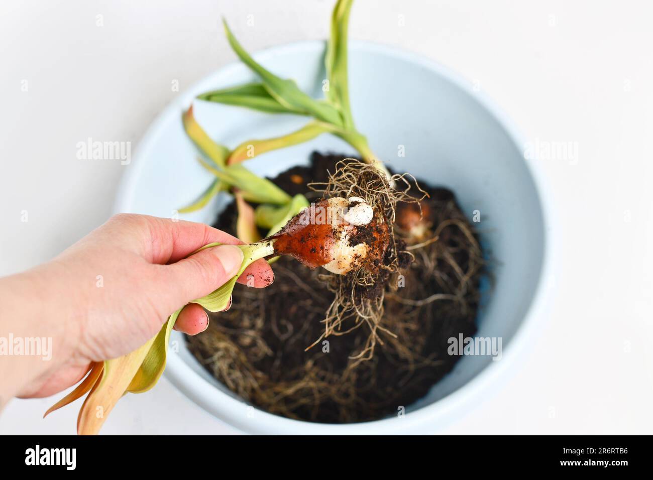 Tulip bulb production hi-res stock photography and images - Alamy