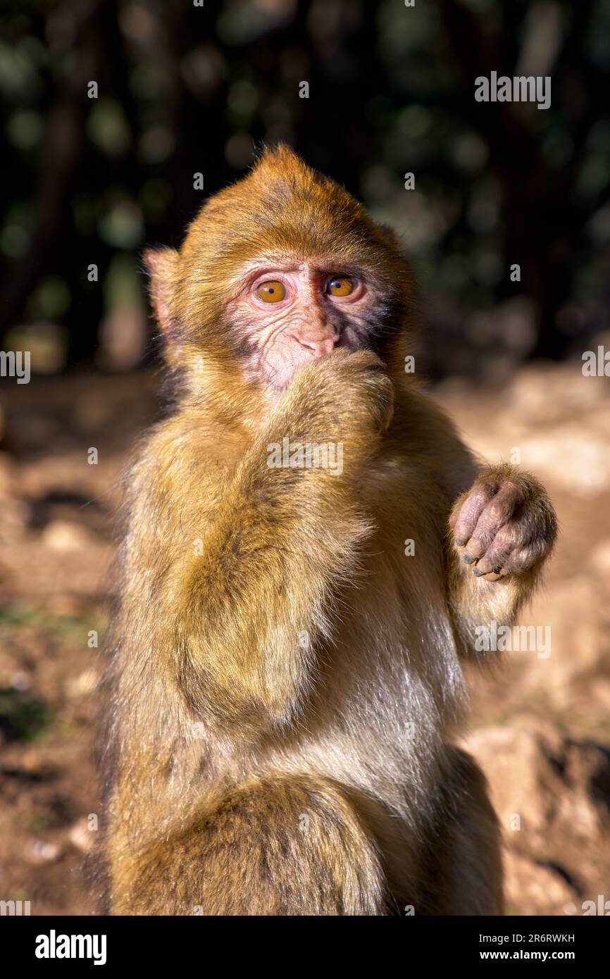 A monkey standing upright on its hind legs in the forest of Azrou ...
