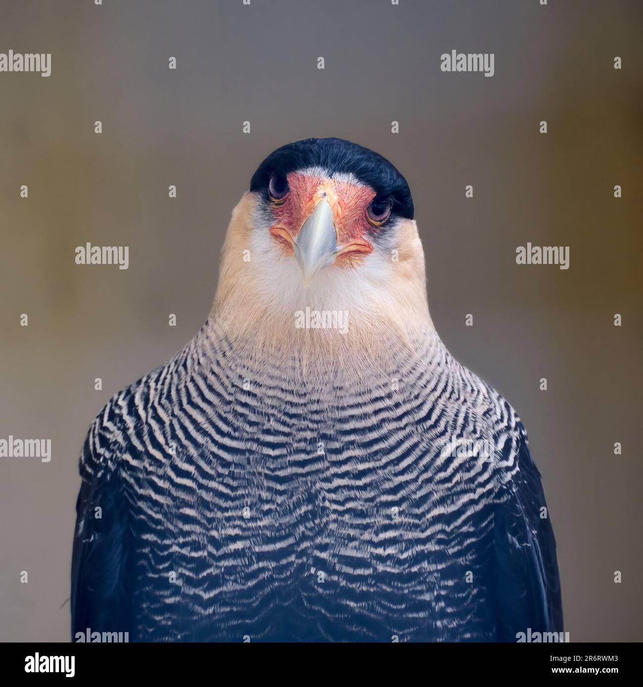 Bird lookin hi-res stock photography and images - Alamy