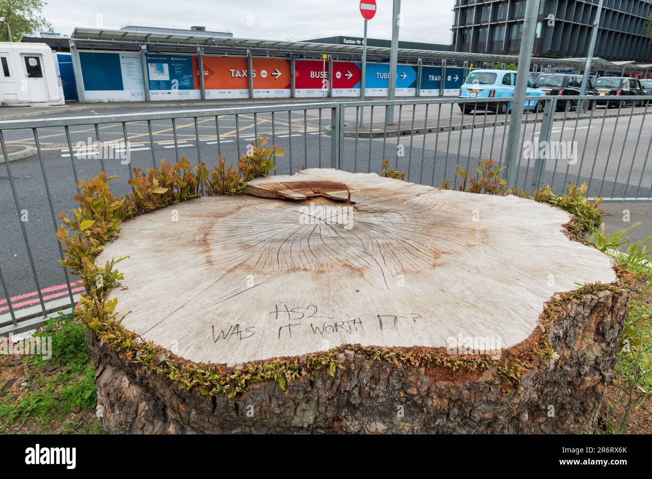 The graffitied stump of a London plane tree (Platanus x hispanica ...
