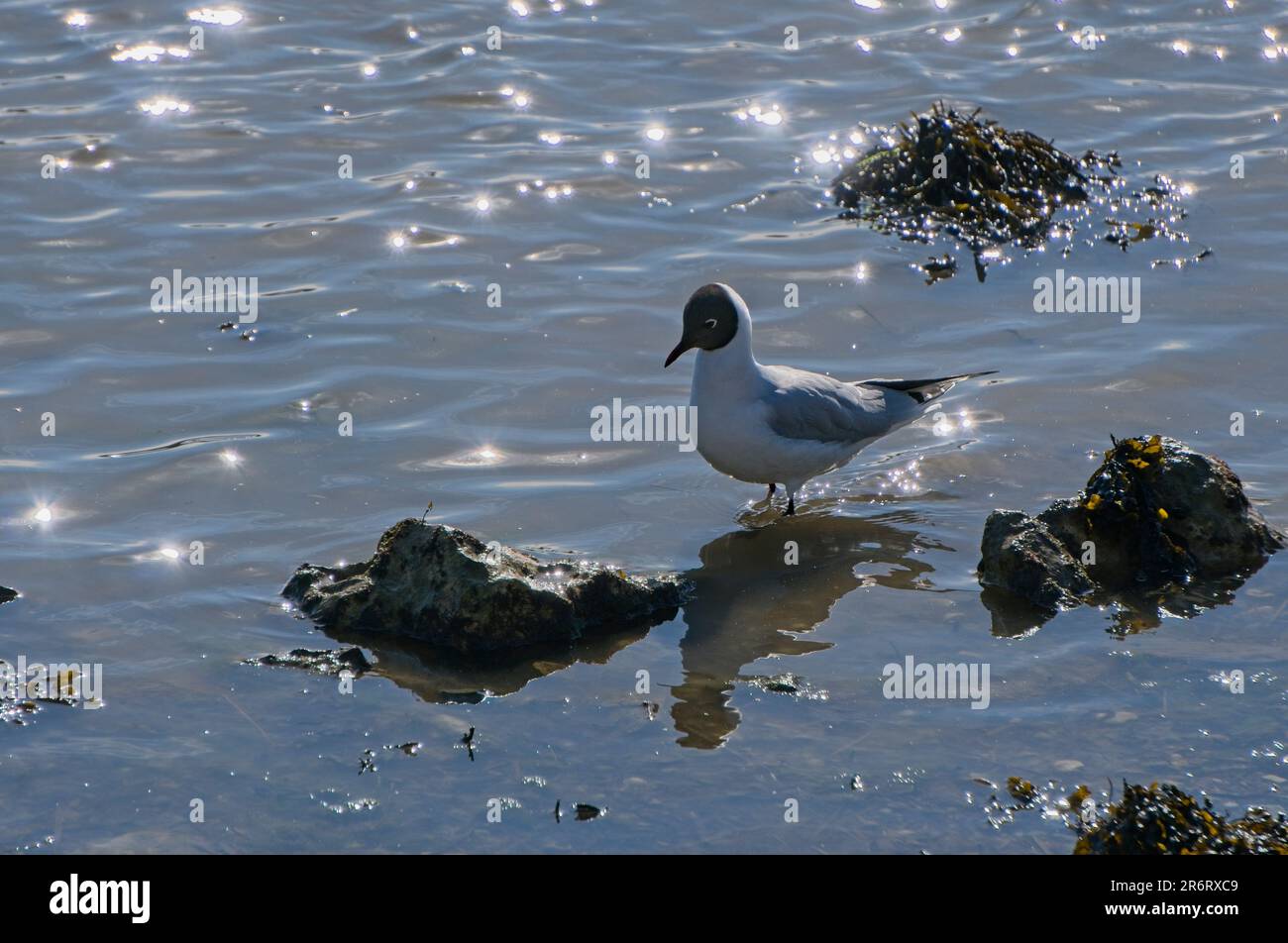 A black headed gull sitting on a rock in shallow water Stock Photo - Alamy
