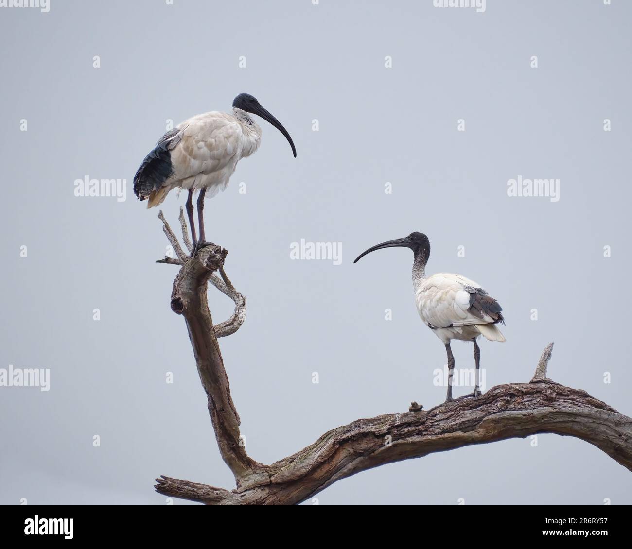 Two sides hi-res stock photography and images - Alamy