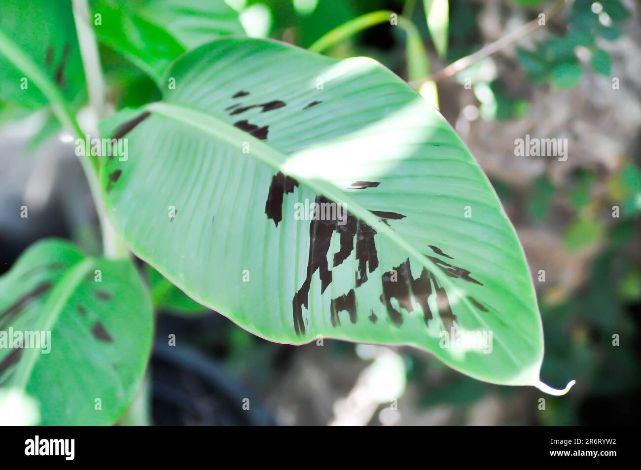 banana plant, blood banana or Musa acuminata or Musa balbisiana leaf ...