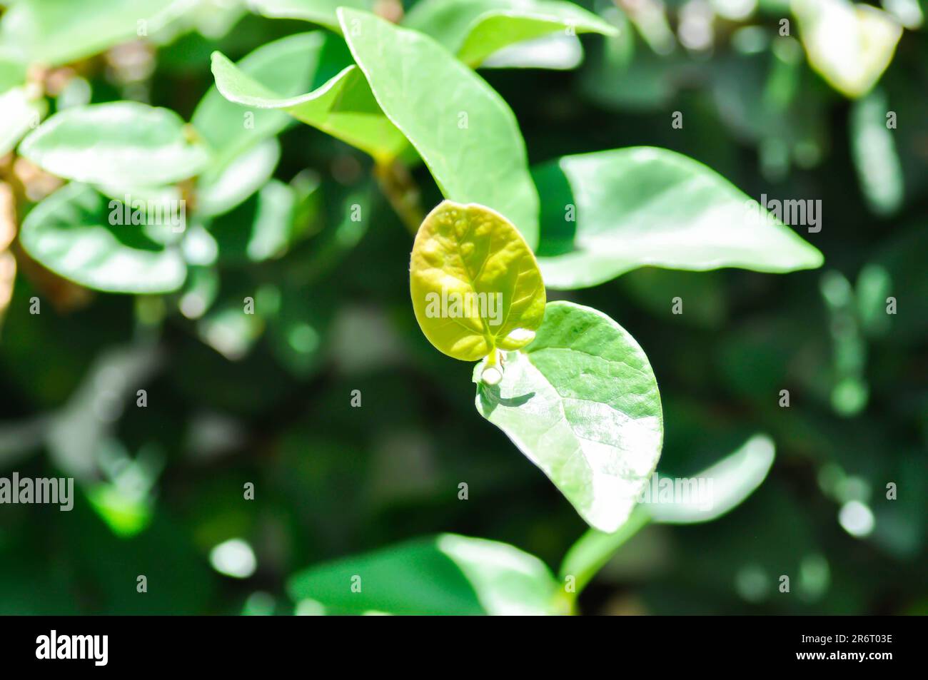 ficus pumila or climbing fig or climbing tree ,Ficus pumila L or ...