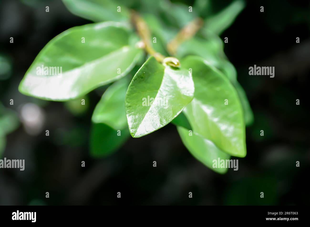 ficus pumila or climbing fig or climbing tree ,Ficus pumila L or ...