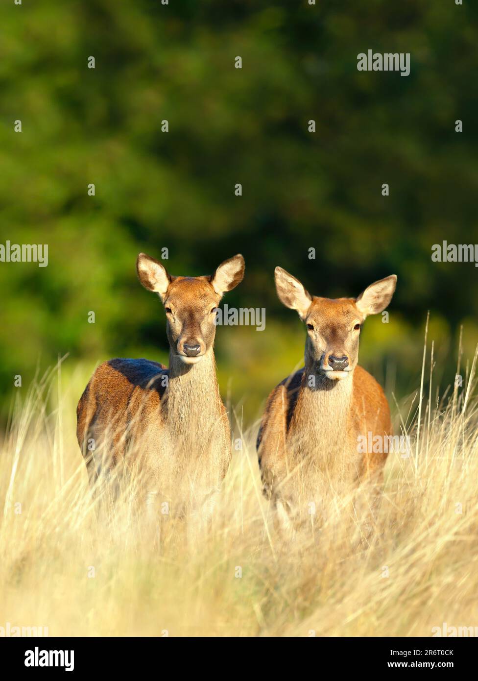 Close up of two red deer hinds in grass field, UK Stock Photo - Alamy