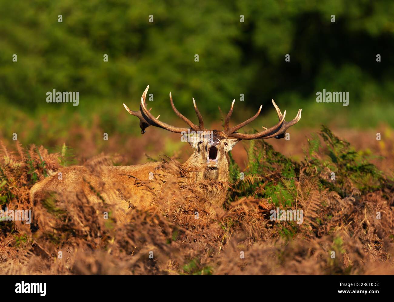 Red deer stag calling during the rut in autumn, UK Stock Photo - Alamy