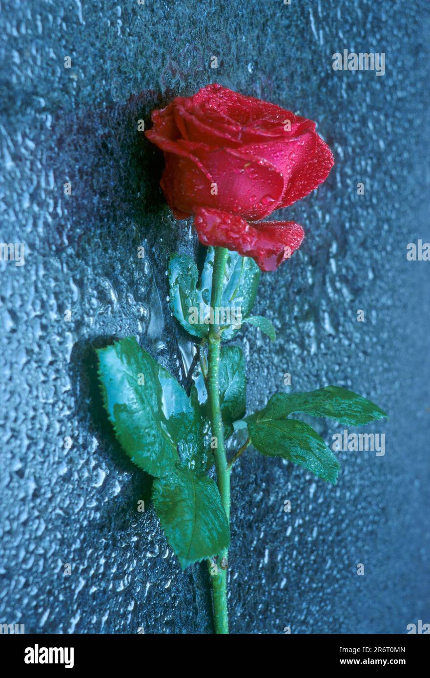 Red rose in the rain on a grave Stock Photo - Alamy